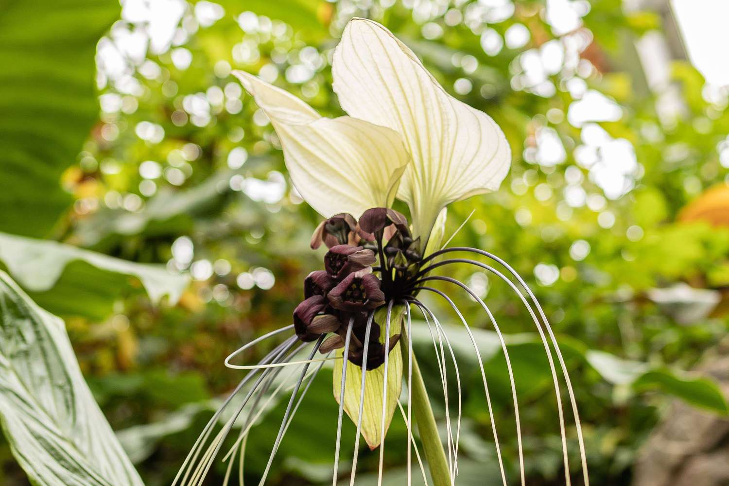 Variedades de tacca chantrieri – Plantas y Jardines