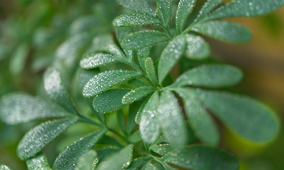 Ruda, Ruta graveolens – Plantas y Jardines