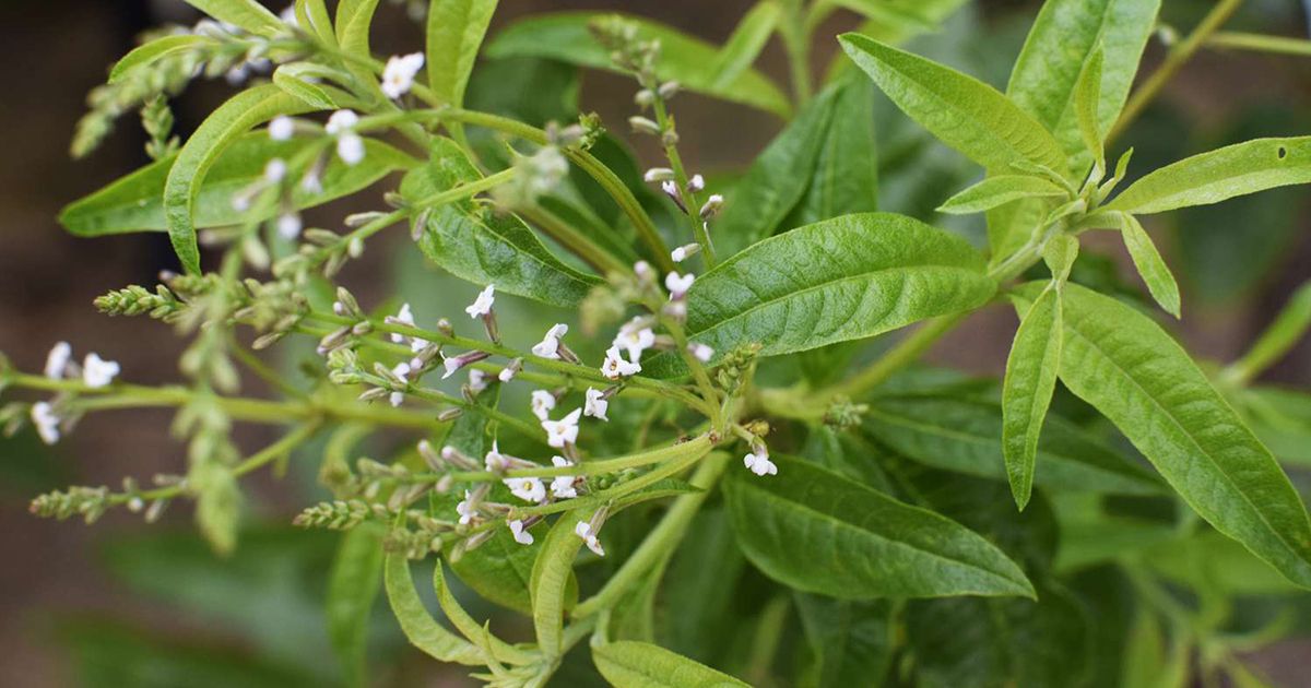Hierba Luisa: Propiedades medicinales y beneficios de consumir esta ...